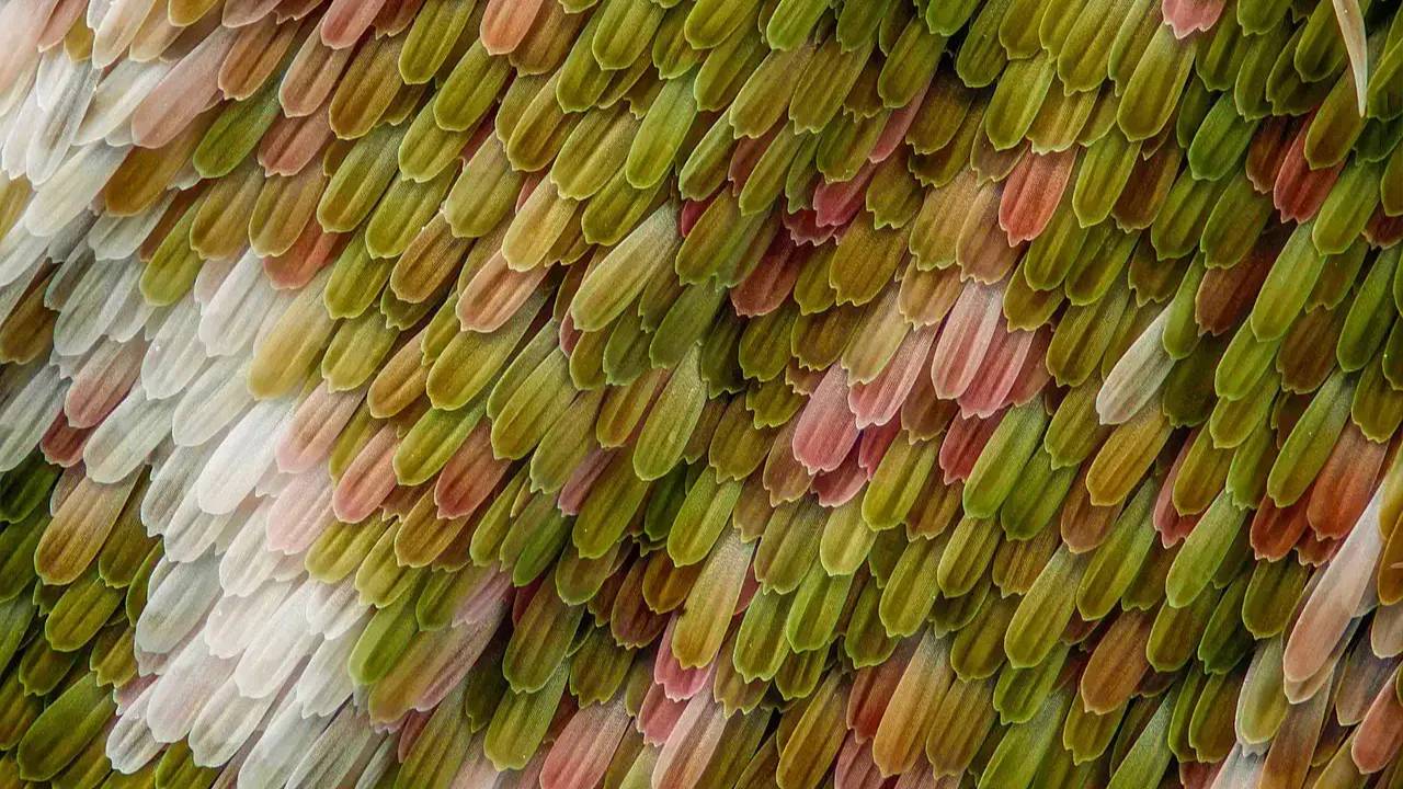 Qué son los patrones familiares, tipos de patrones y ejemplos