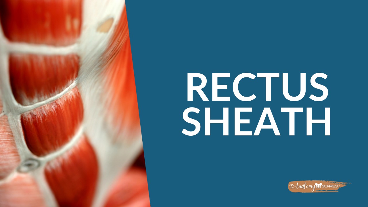 The Rectus Sheath: Your Fasacia's Got Your...Front
