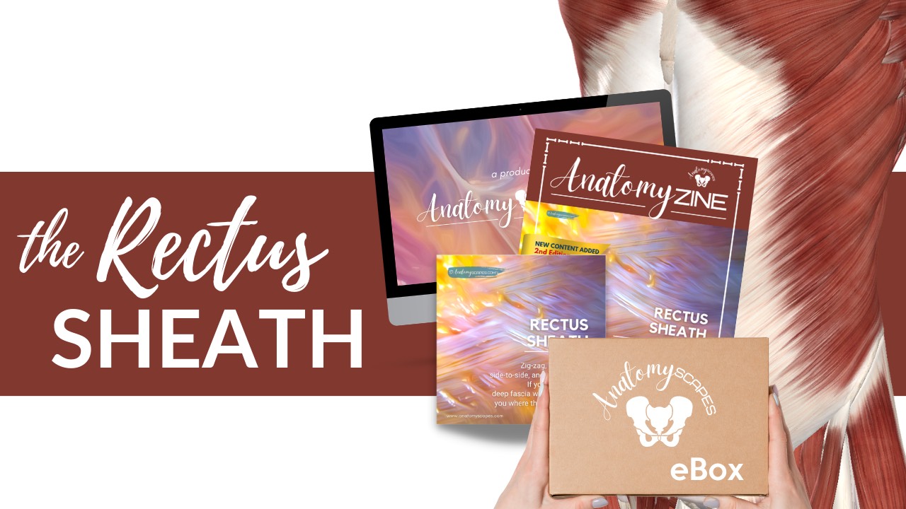 The Rectus Sheath with AnatomySCAPES