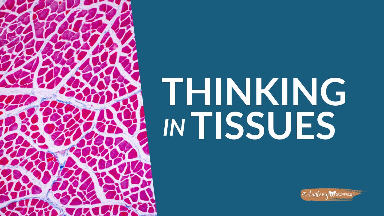 Thinking in Tissues: A Fresh Perspective on the Anatomy we Touch