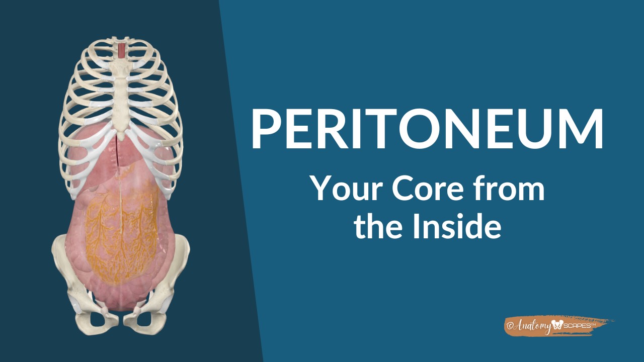 Peritoneum: Your Core from Inside