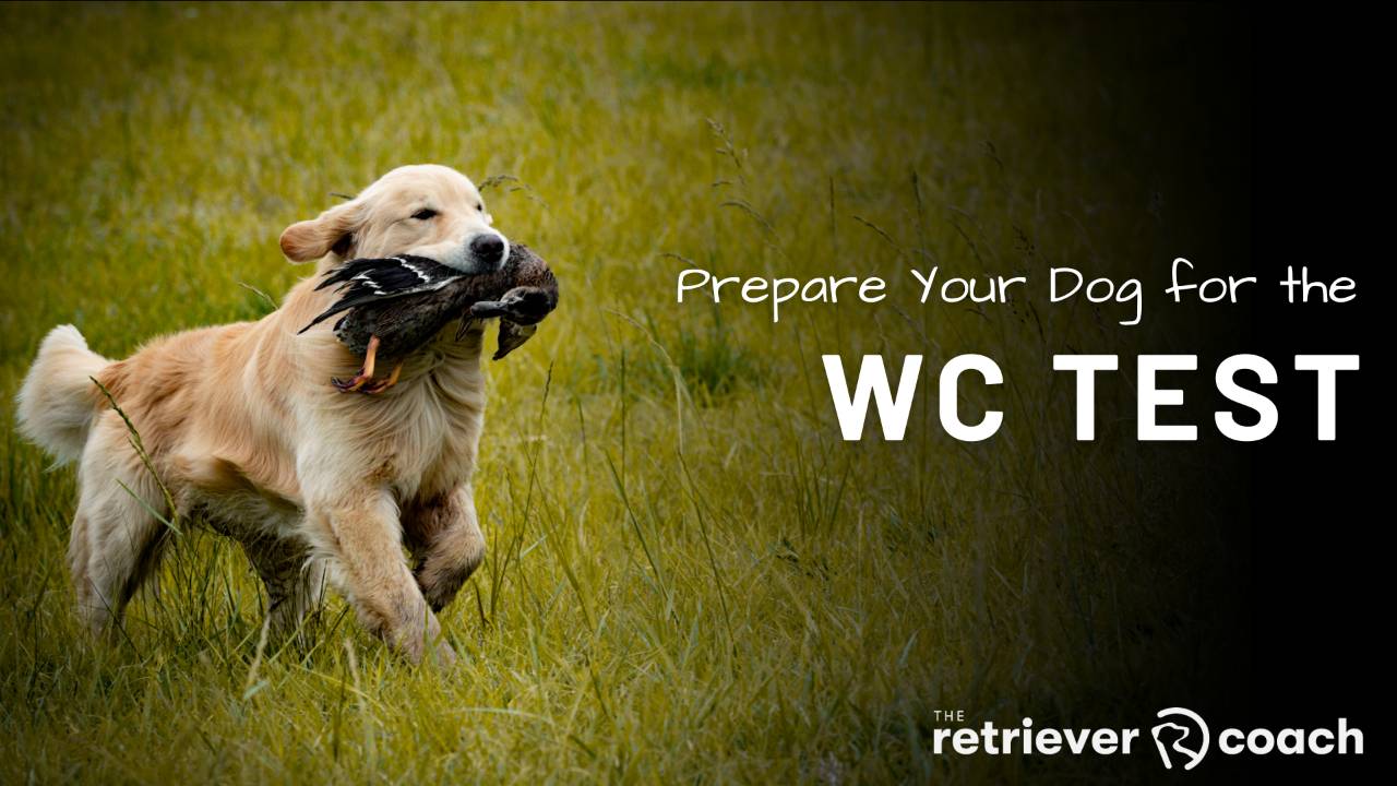 Prepare Your Dog for the Working Certificate Test