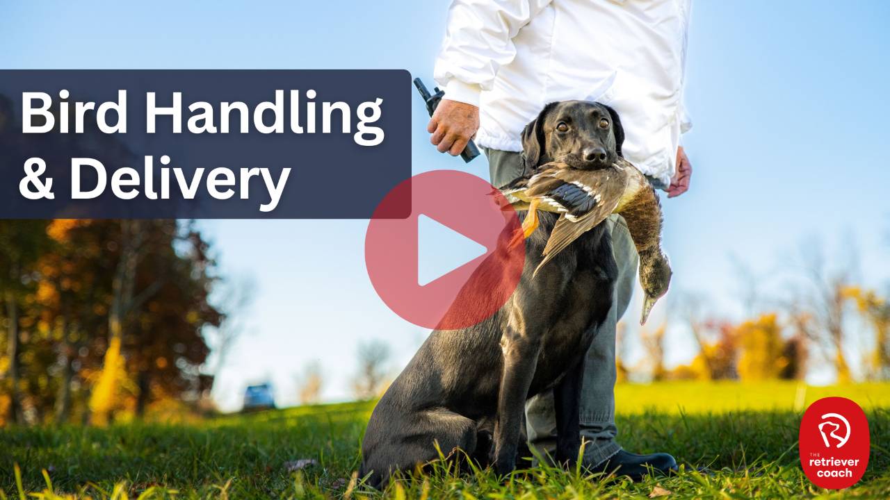 Free Lesson | Bird Handling & Delivery