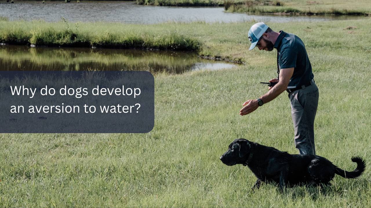 Why Do Dogs Develop an Aversion to Water?