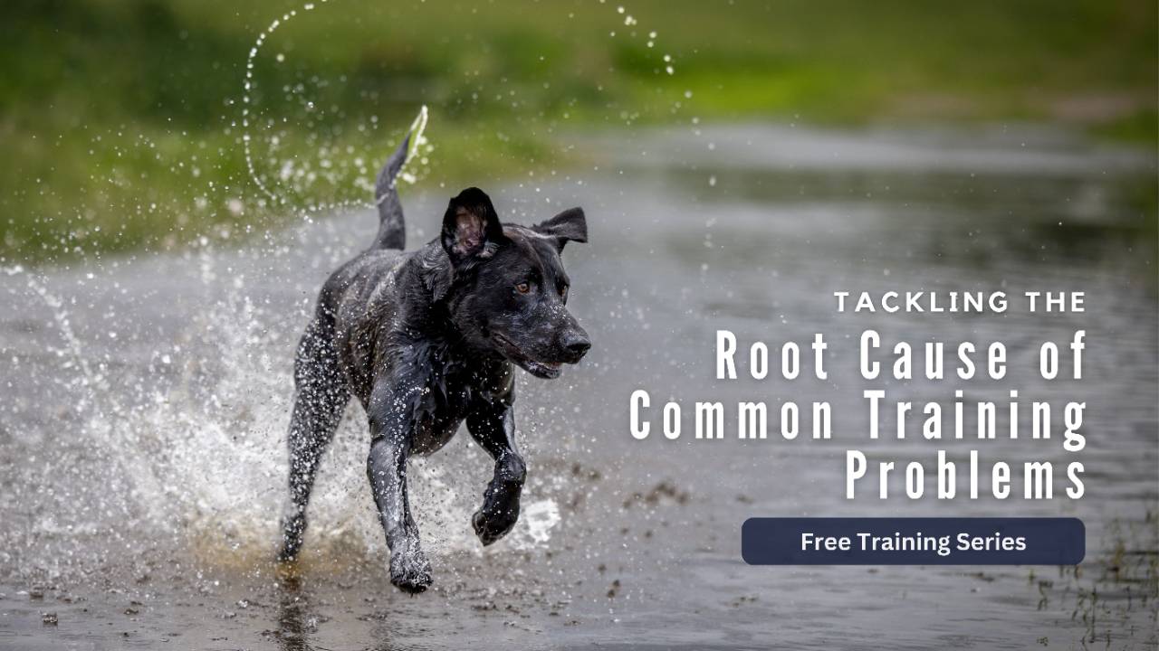 Get to the Root of Common Training Challenges
