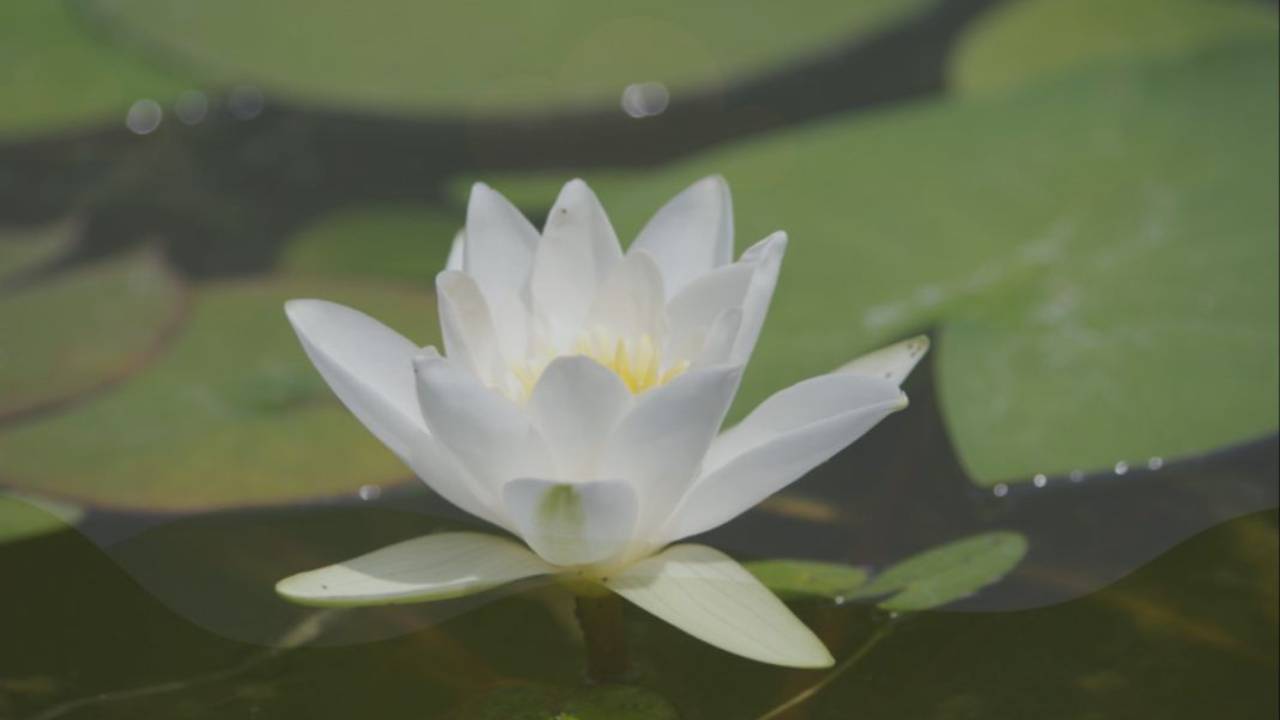 Liberation vs. Sovereignty: Understanding Two Paths to Freedom