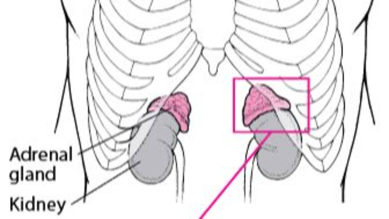 Adrenals and Thyroid: How Cortisol Impacts Thyroid Hormone Metabolism
