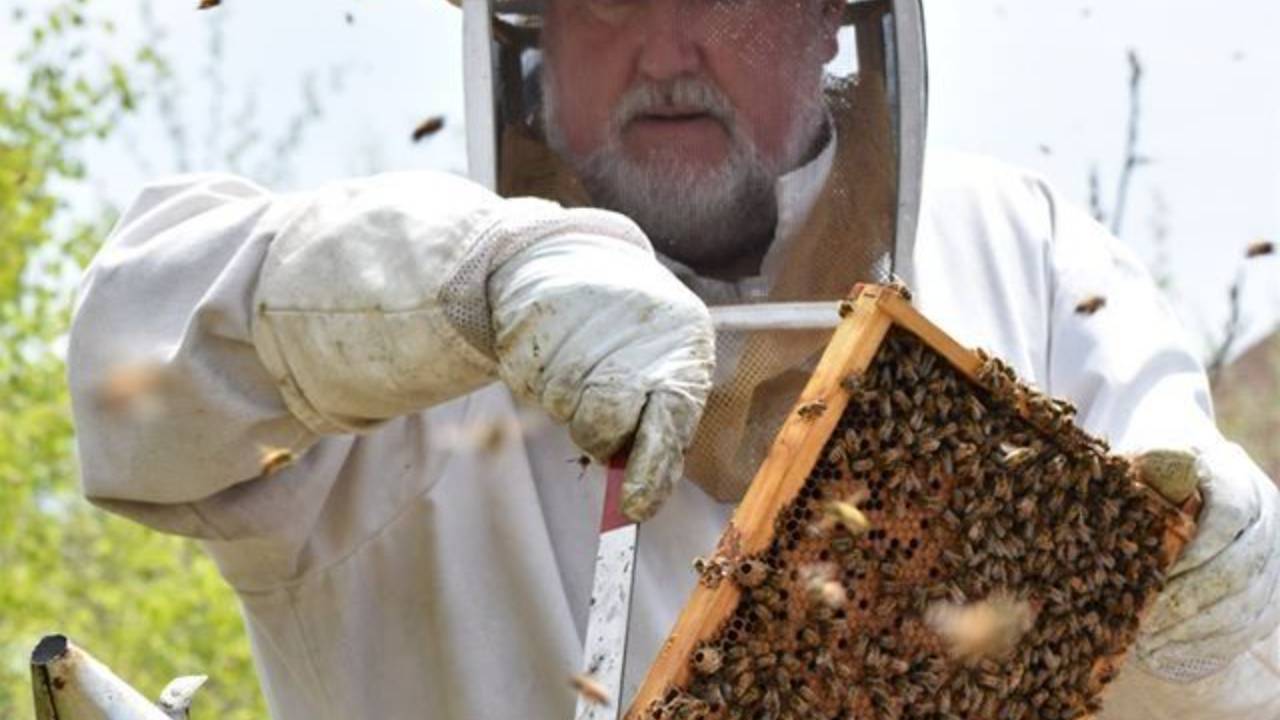 Beginner Beekeeper Workshop - An Online Workshop by BEEKEEPING 24/7