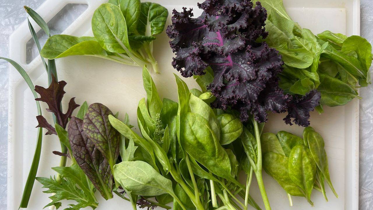 Salat - gode sorter og fordelen med å dyrke de selv