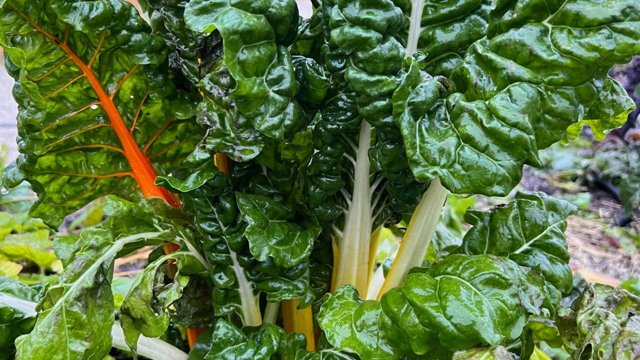 Mangold - bladgrønn og vakker