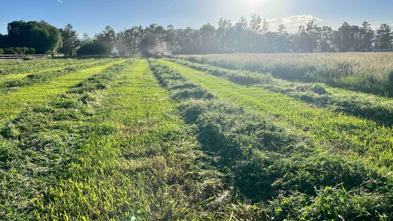 Mastering the Art of Haying: A Comprehensive Guide for Homesteaders