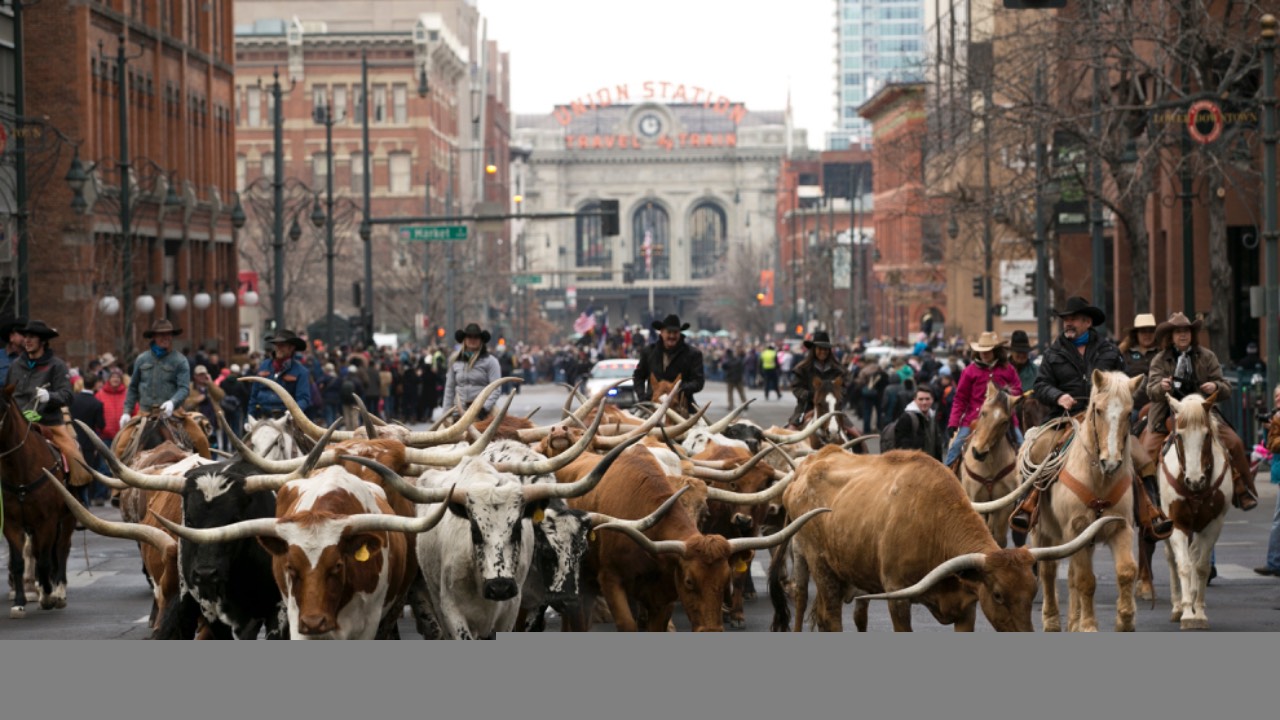 National Western Stock Show