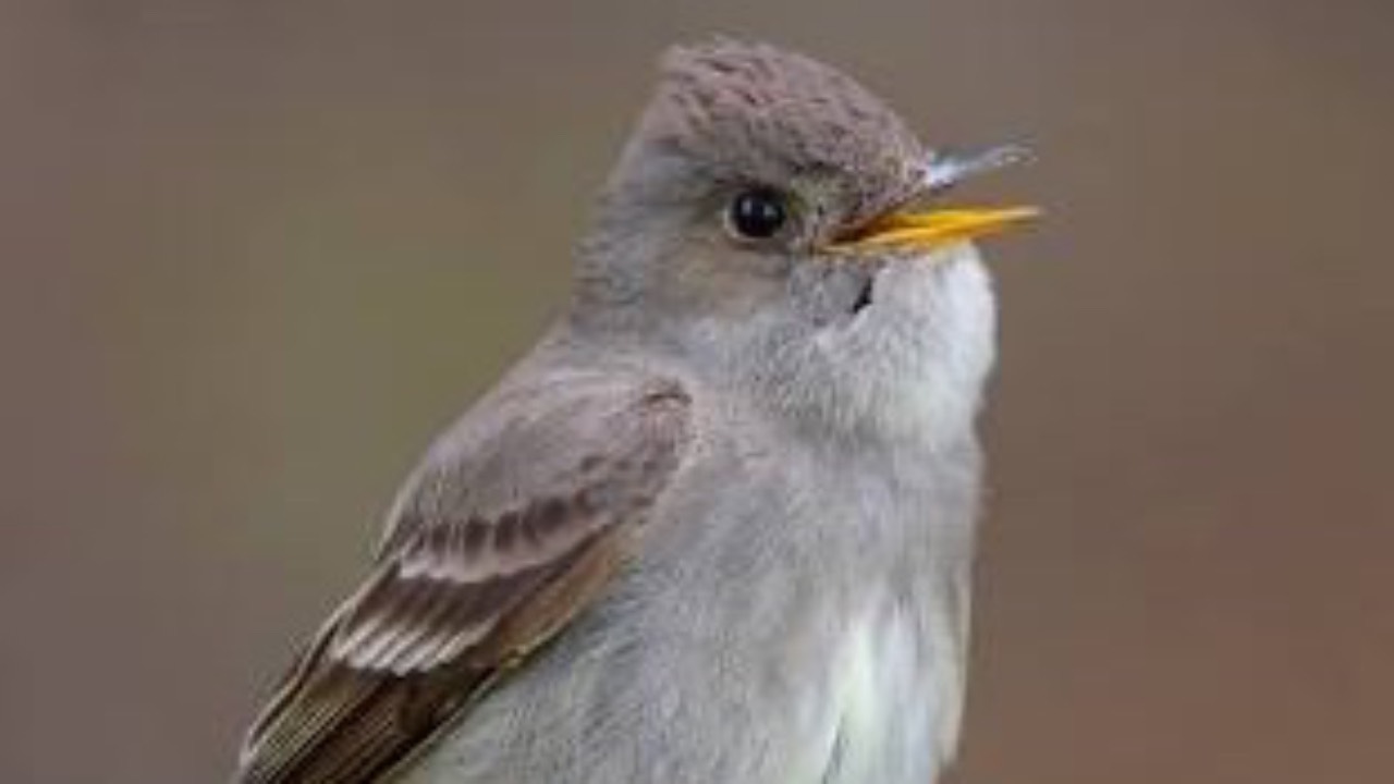 It’s For The Birds