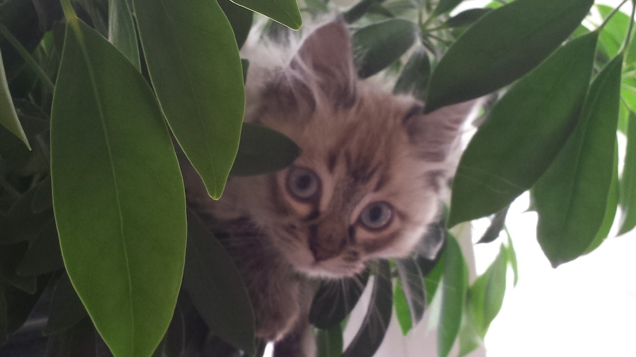 A Furry Friend in Your Future