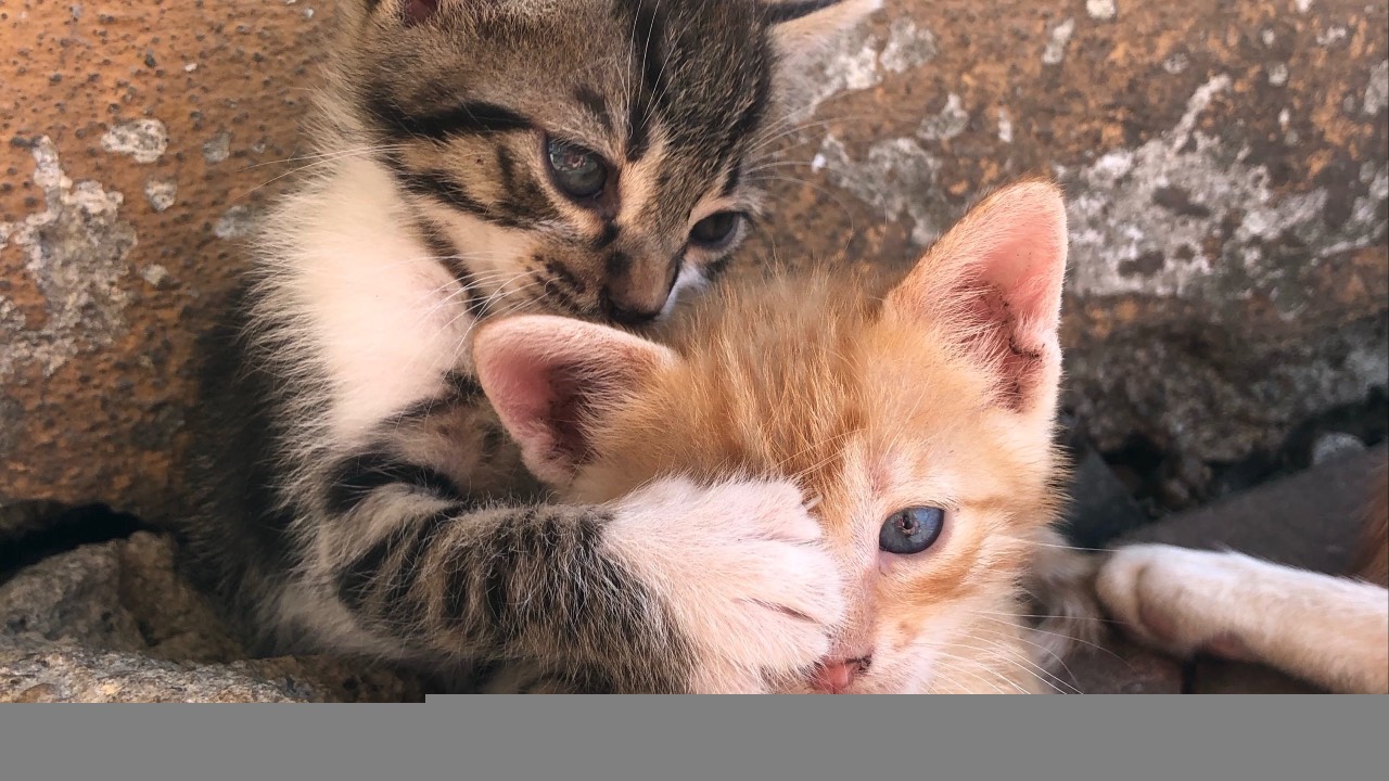 The Cats Have Their Own Week