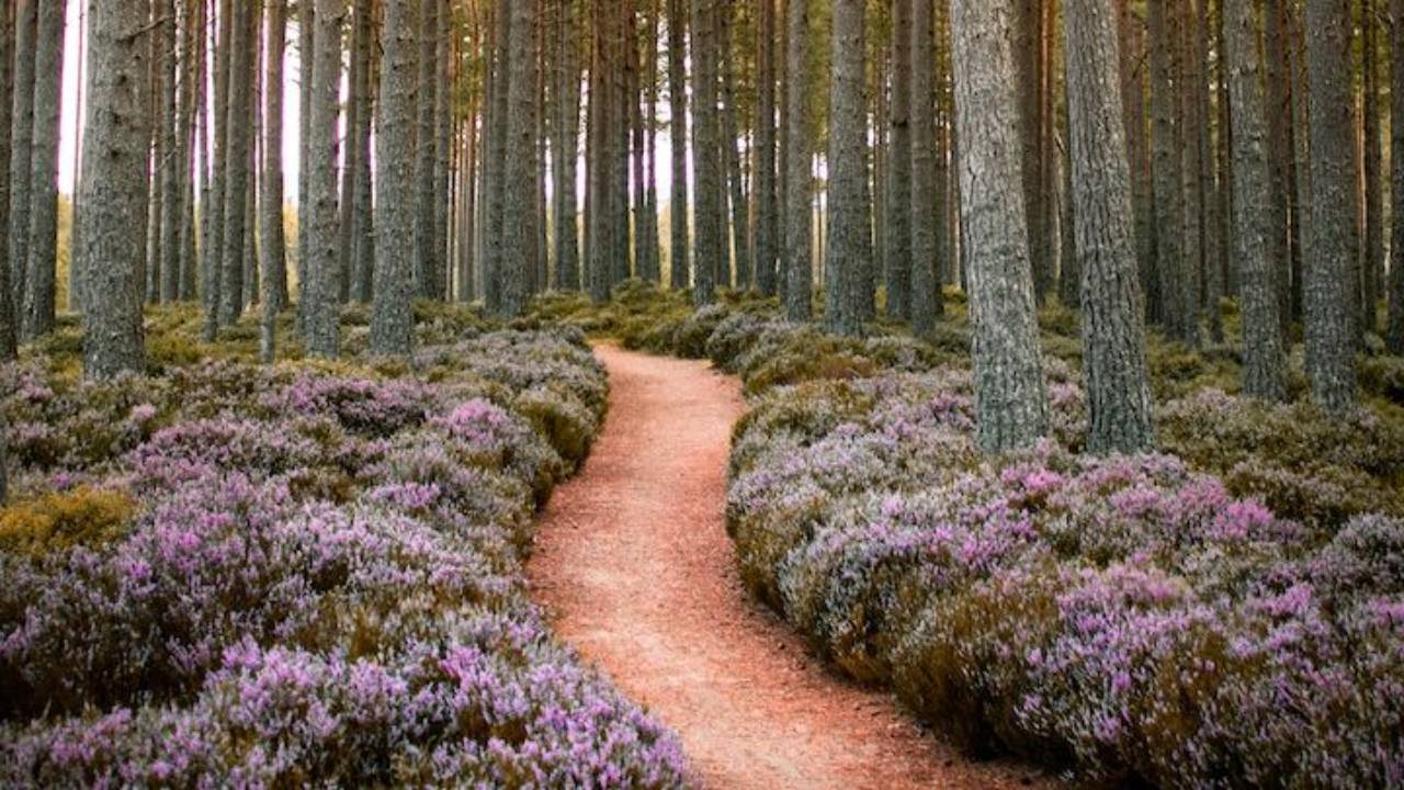 How to Alchemize Emotions into 5D Consciousness