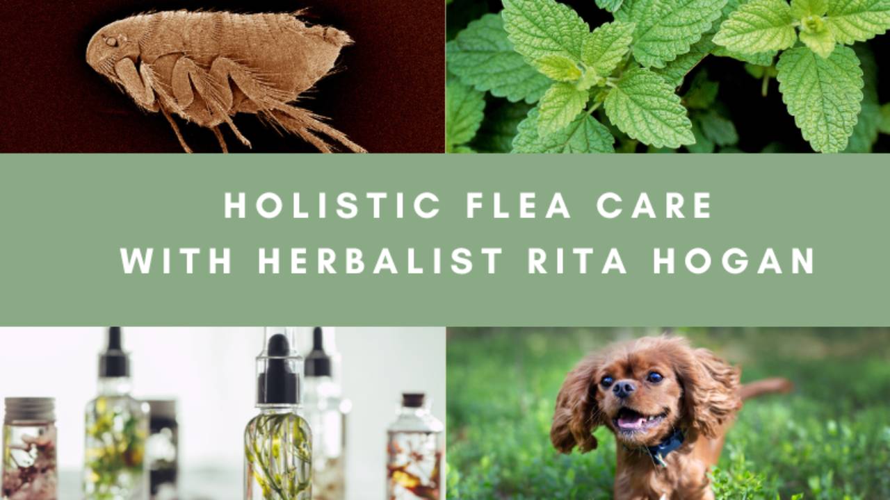 Holistic Flea Care with Herbalist Rita Hogan