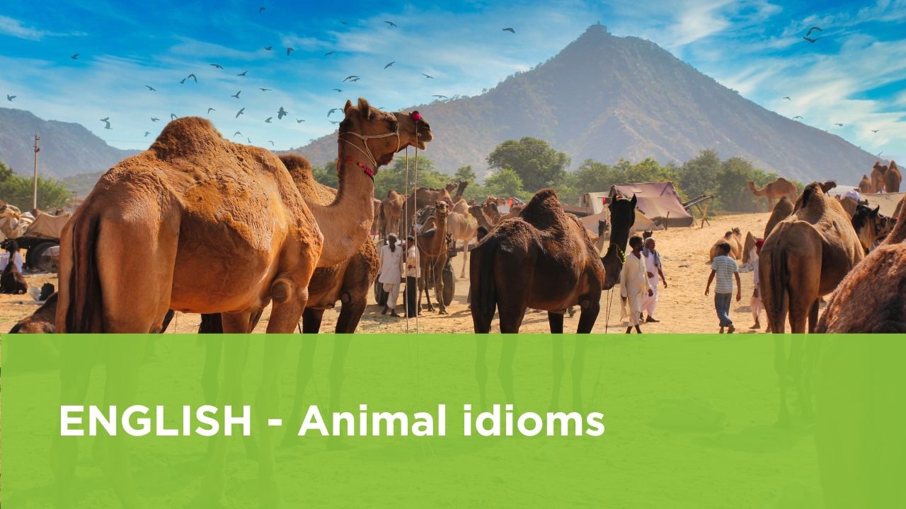 6 crazy animal idioms!