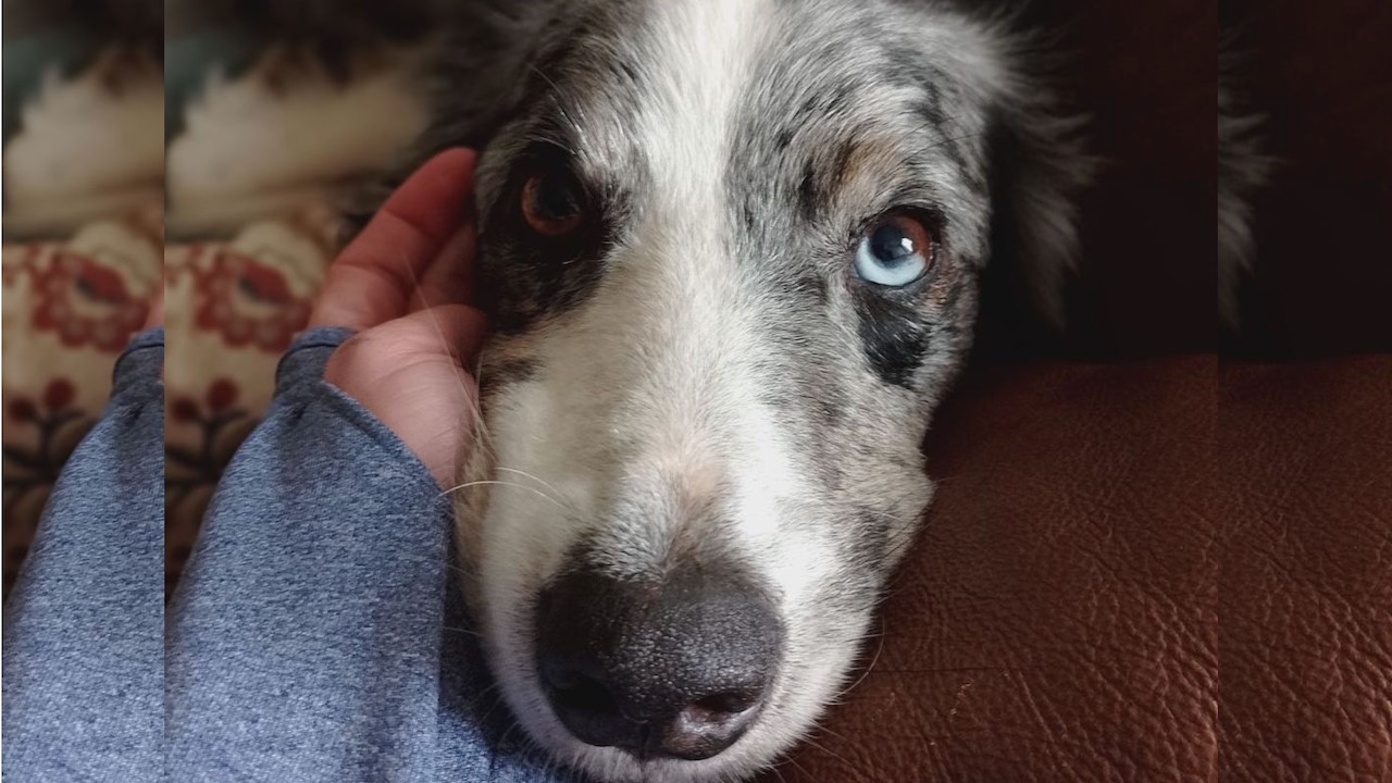 Happy Skin Vet email update. Volume 1 Issue 3