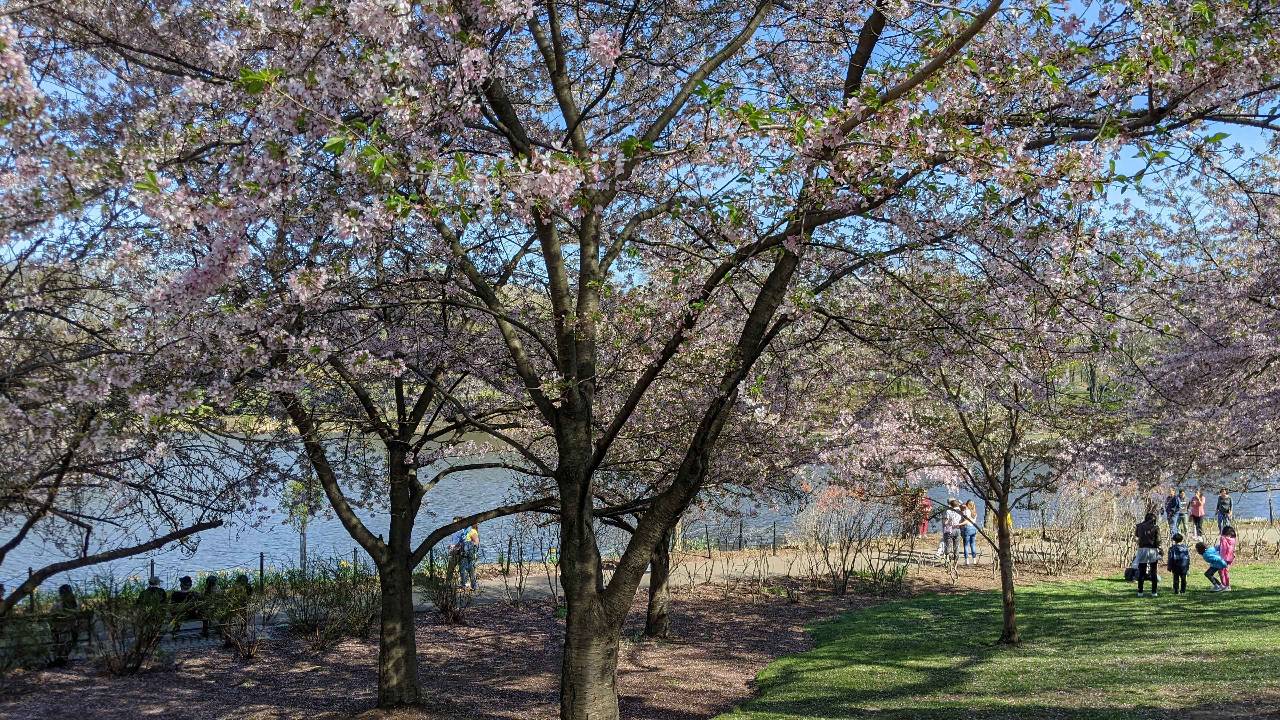Time To Take A Ride To See Branch Brook Park's Cherry Blossoms