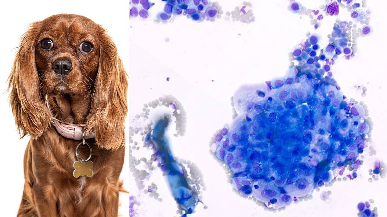 Prostatic Carcinoma Diagnosis in a Cocker Spaniel: Case Study
