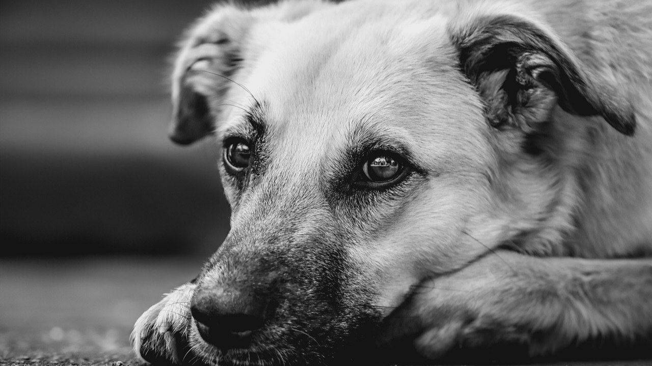 ELEARNING.VET - Seizures vs Movement Disorders Login Page