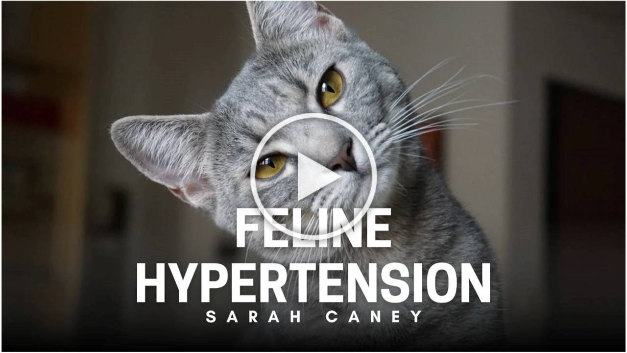 VVC24 - Ceva Watch Now