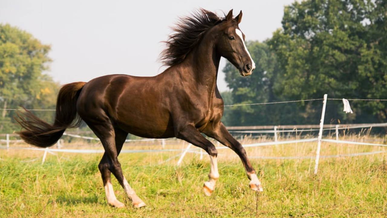 Equine Medicine Mini-Series, in association with Dechra