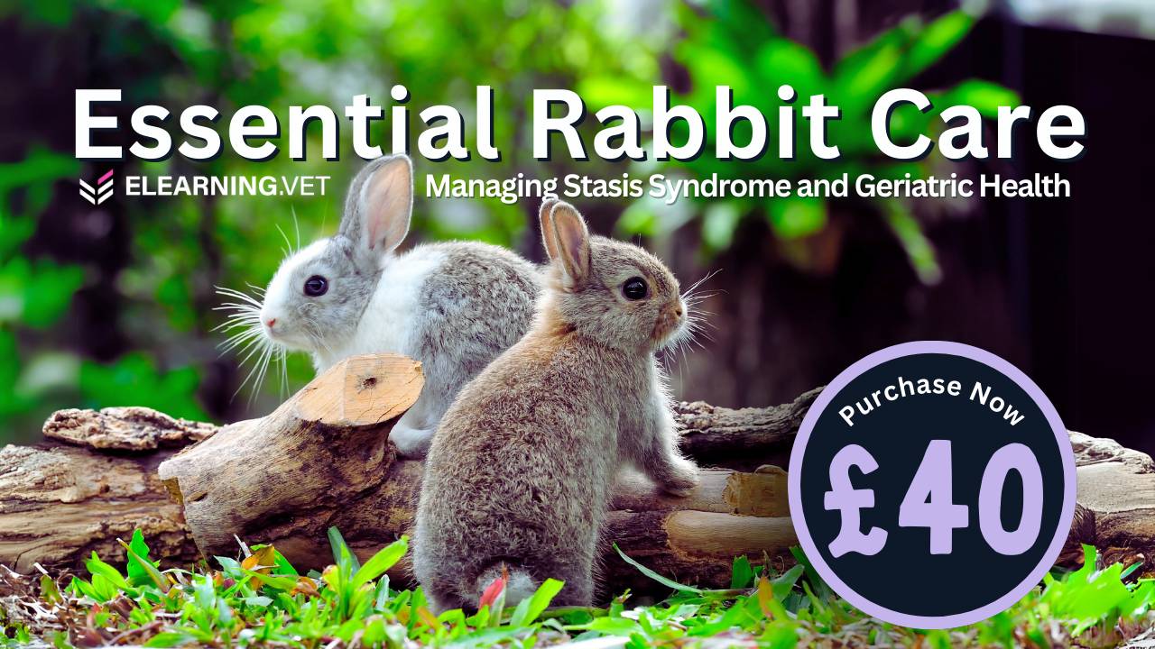 Rabbit CPD Bundle