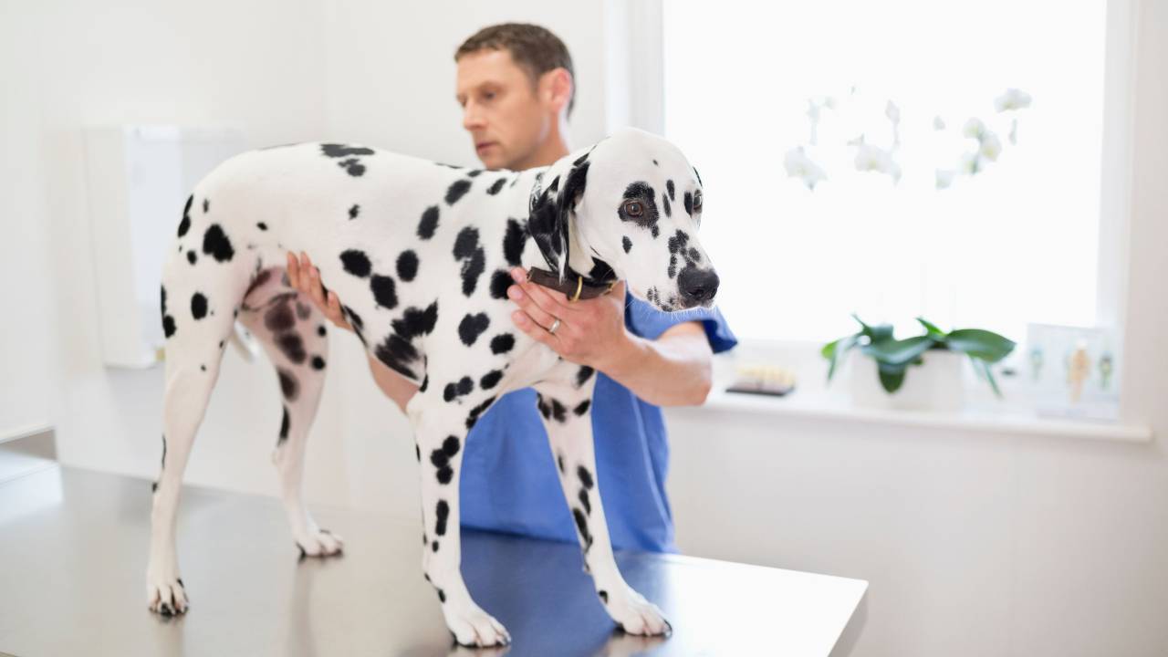 Managing Canine Urolithiasis in Practice CPD