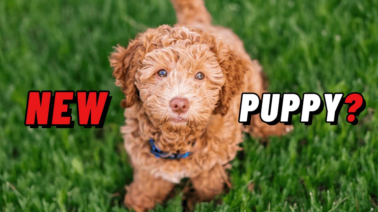 Why Puppies Bite & How to Correct it
