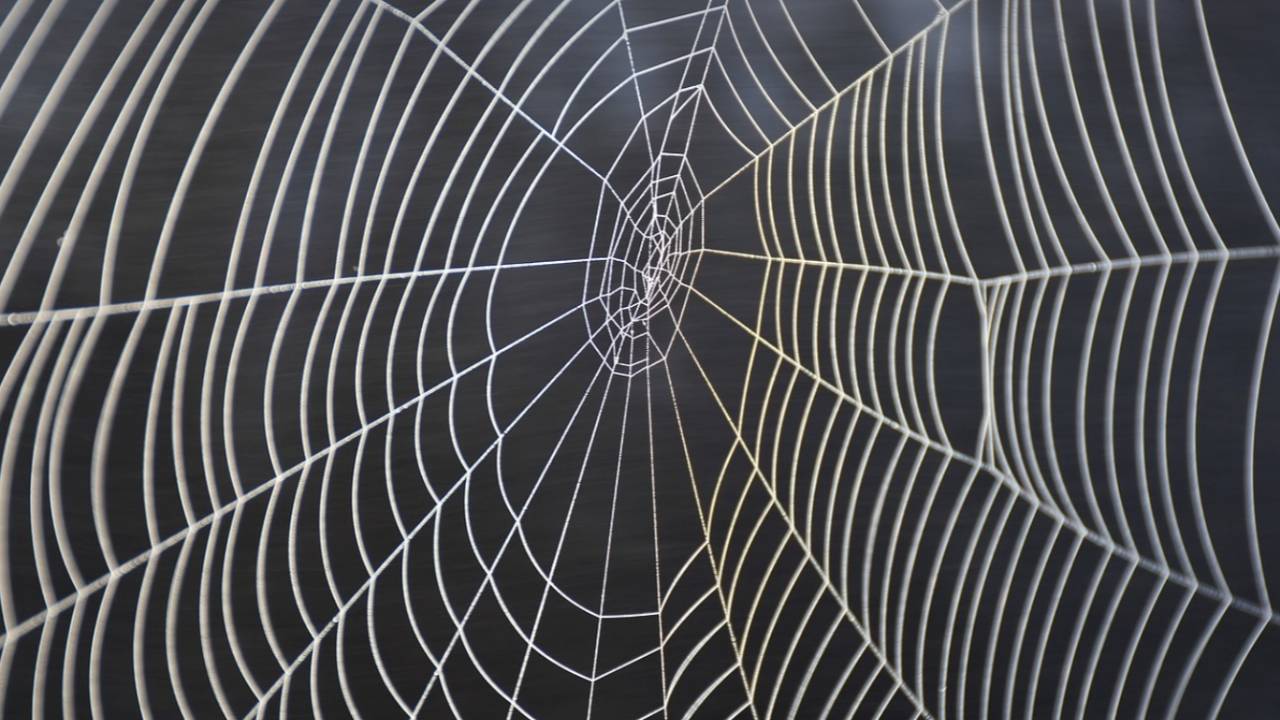 The Spider’s Web: A Metaphor for Mental Health