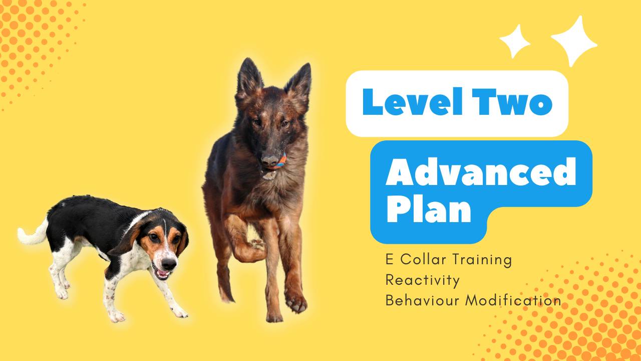 Behavioural Dog Training Level Two Advanced Plan