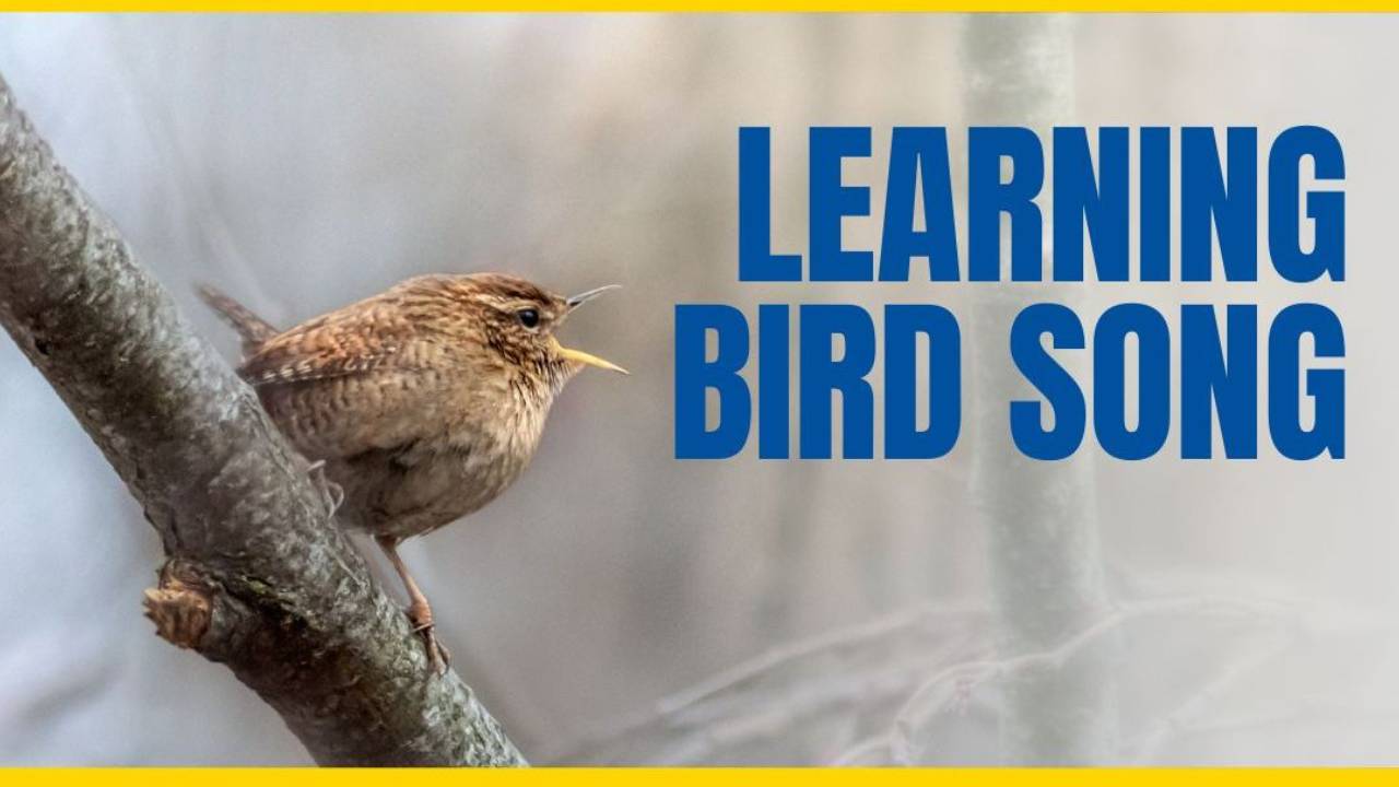 Bird Song - Free Tips - Invitation
