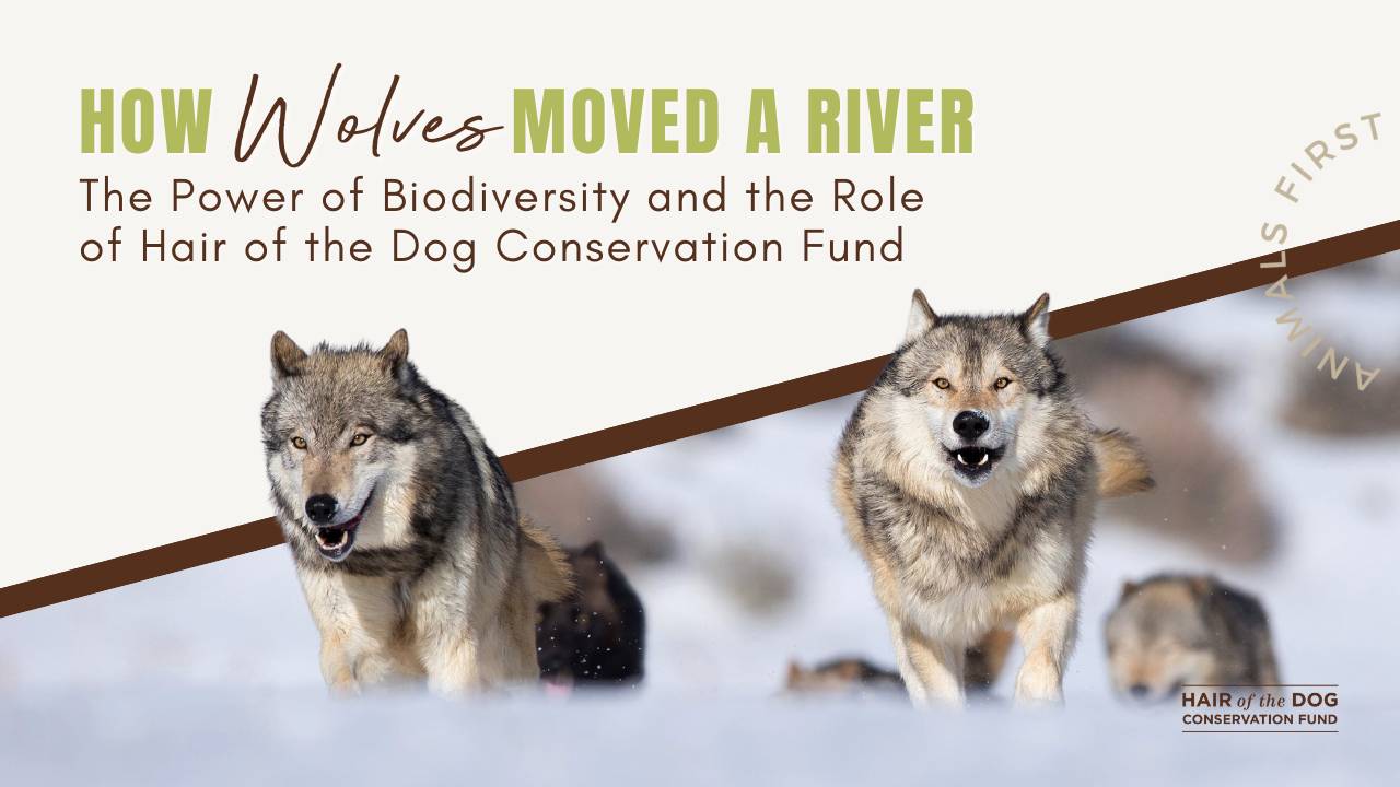 How Wolves Moved a River