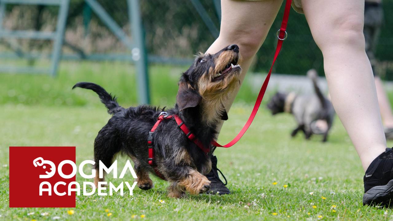 Tips To Run A Successful Dog Training Business