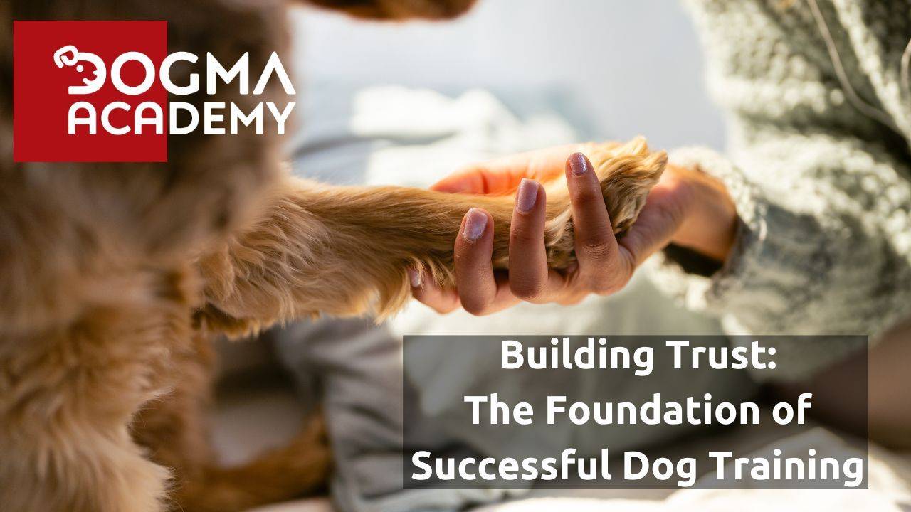 Building Trust: The Foundation of Successful Dog Training