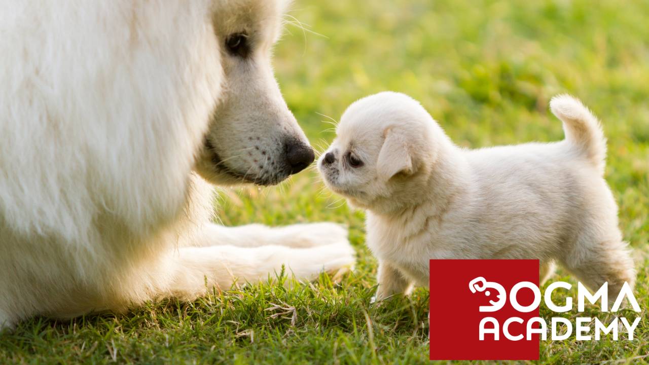 The Power of Mentorship in Dog Training