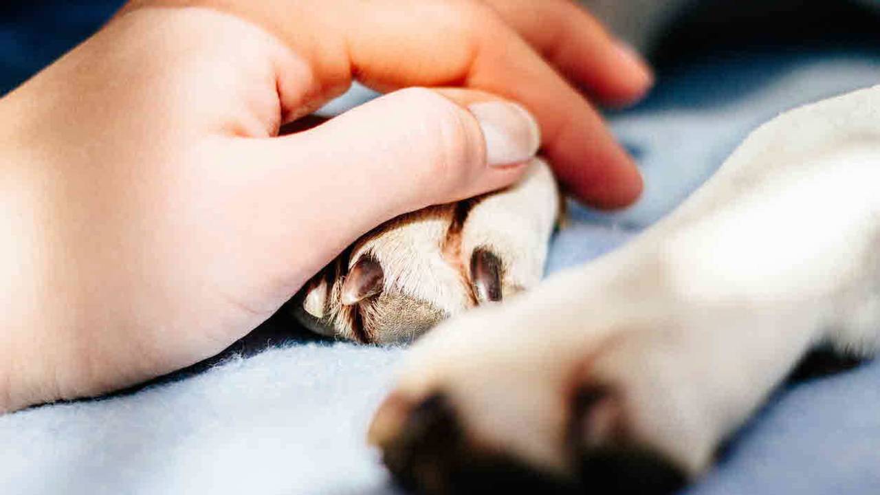 Vet Nurses & Euthanasia..... How can we help our clients?!