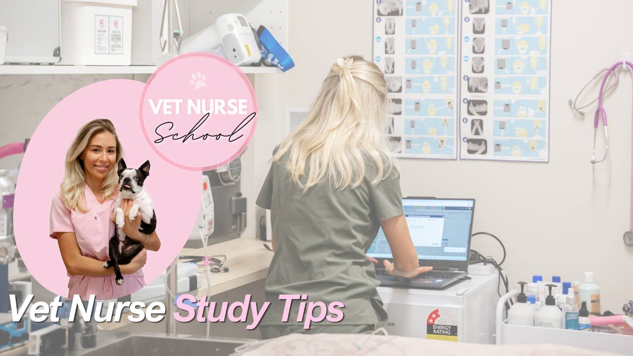 Vet Nurse Study Tips: How to Succeed in Veterinary Nursing School