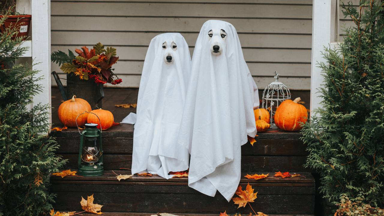 10 Creepy French Idioms Perfect for Halloween Season