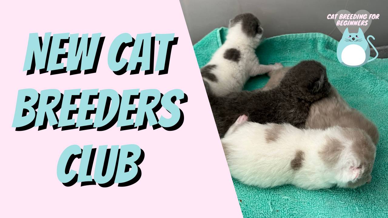 New Cat Breeders Club