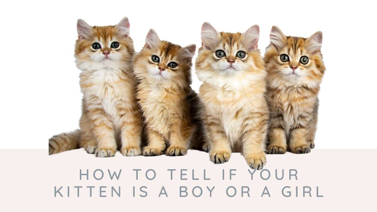 How to Tell If Your Kitten Is Male or Female | New Breeder Tips
