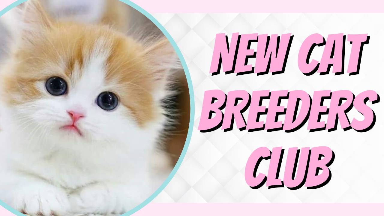 New Cat Breeders Club | Support & Training for New Breeders