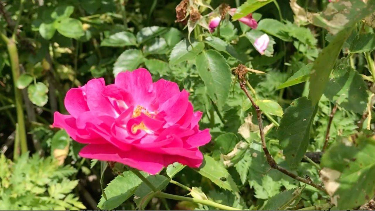 Mini formation sur le rosier sauvage