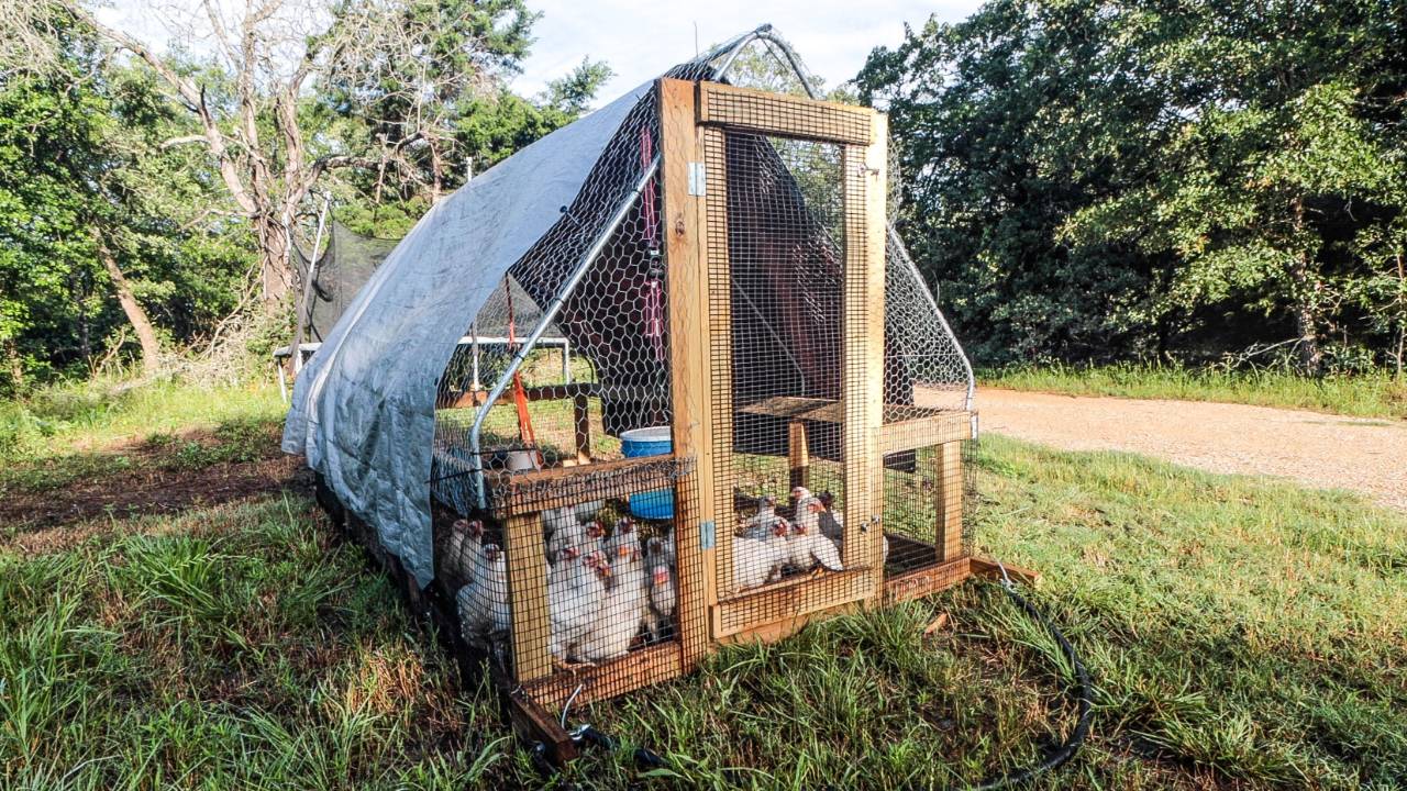 Fall Chicken Butchery Workshop 2024