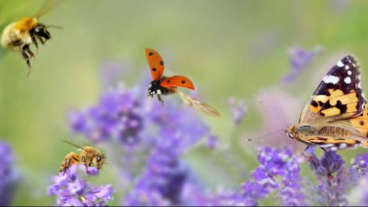 Beyond Human Diversity: Biological Difference & Why It Matters