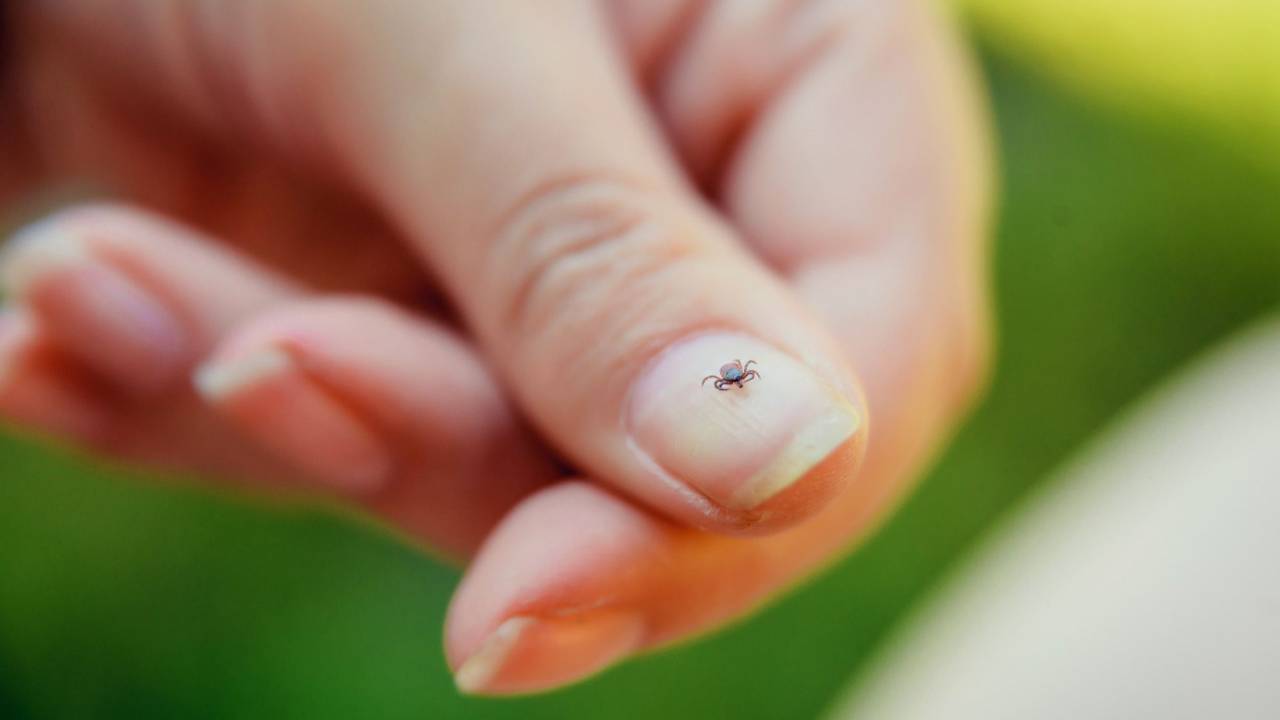 A Guide to Treatment Options for a Bartonella Infection