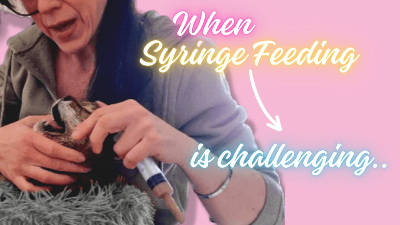 Why Syringe Feeding is Challenging | The Holistic Cat Specialist