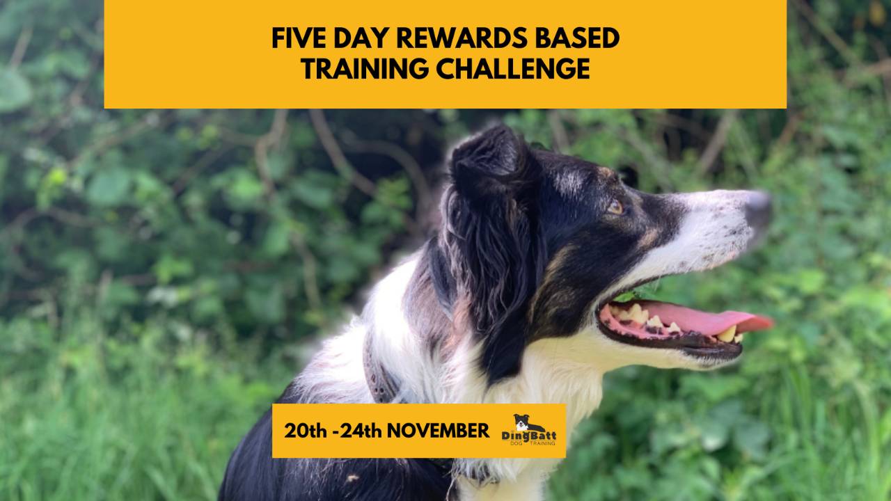 Rewards Based Training